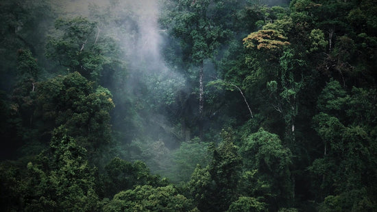 Wildwood Cladding | Fiberon Cladding